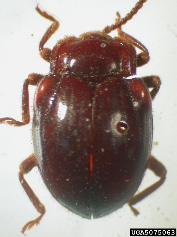 handsome fungus beetle (Stenotarsus urinus Gerstaecker)