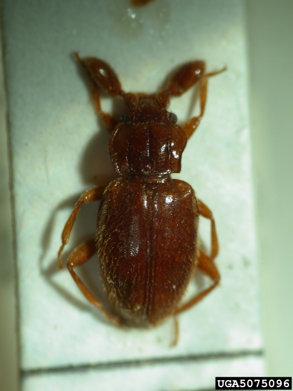 handsome fungus beetle (Trochoideus mexicanus)