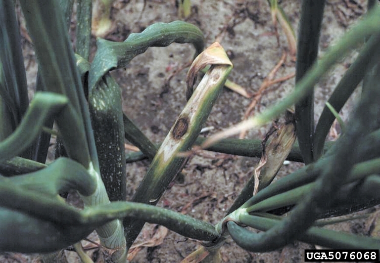 purple blotch (Alternaria porri)