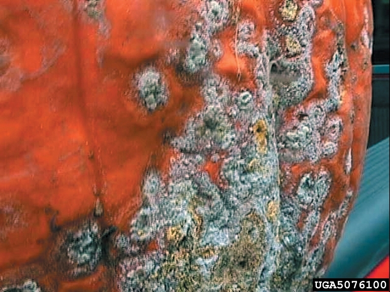 Fusarium wilts, blights, rots and damping-off (Genus Fusarium Link)