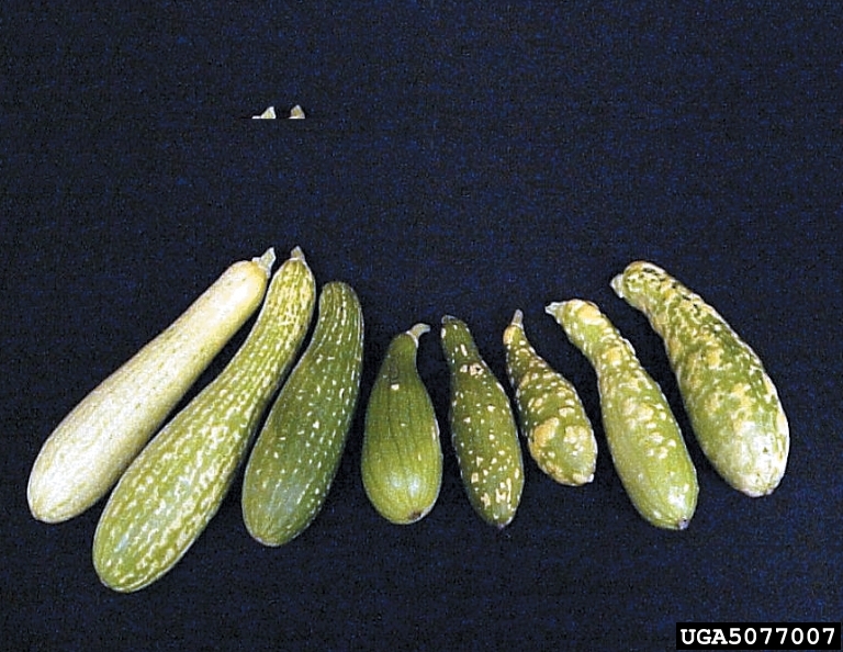 squash mosaic virus (SqMV) (Comovirus Squash mosaic virus)