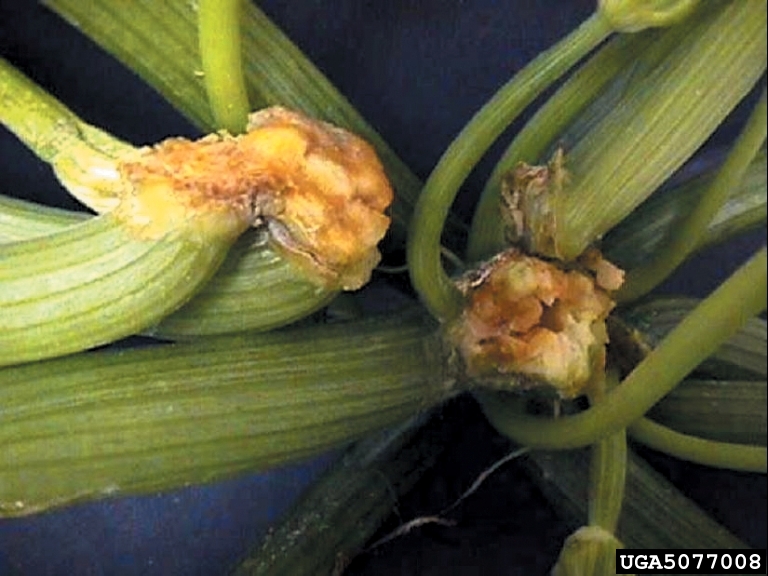 bacterial black stalk (Genus Erwinia)