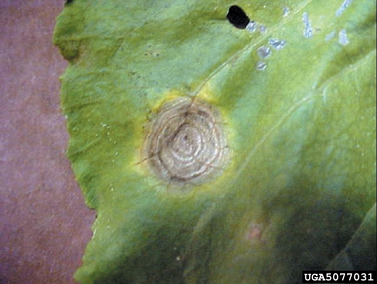 Alternaria black molds / stem cankers (Genus Alternaria Nees)