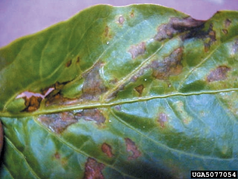bacterial spot (Xanthomonas vesicatoria)
