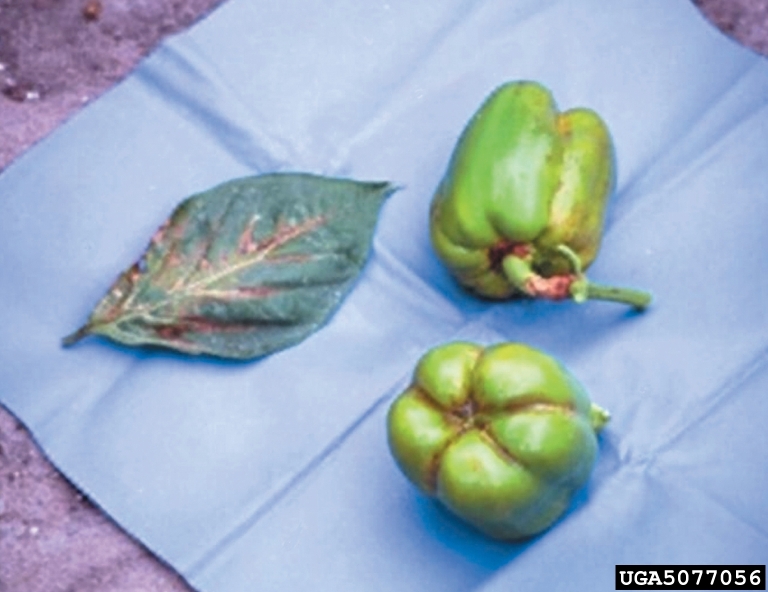 cucumber mosaic virus (CMV) (Cucumovirus CMV)