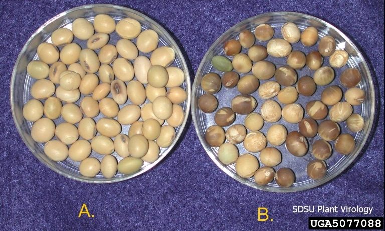 Bean Pod Mottle Virus (Comovirus Bean Pod Mottle Virus (BPMV))