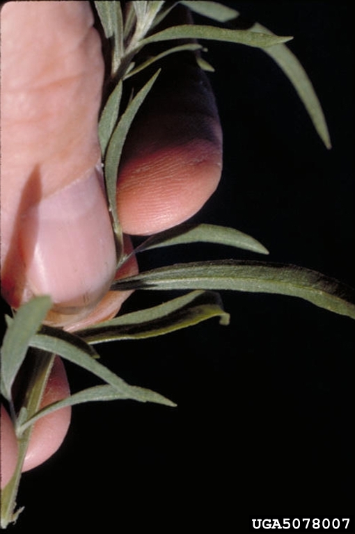 kochia (Bassia scoparia (L.) A.J. Scott)