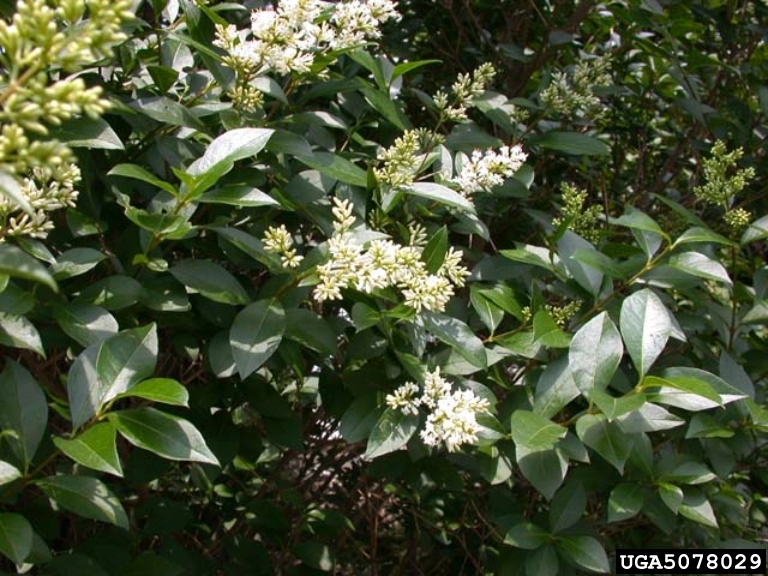 European privet (Ligustrum vulgare L.)