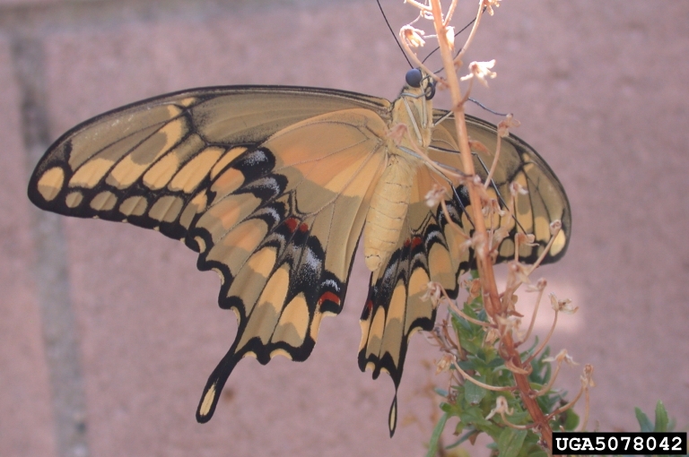 orange dog swallowtail (Papilio cresphontes Cramer)