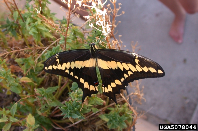 orange dog swallowtail (Papilio cresphontes)