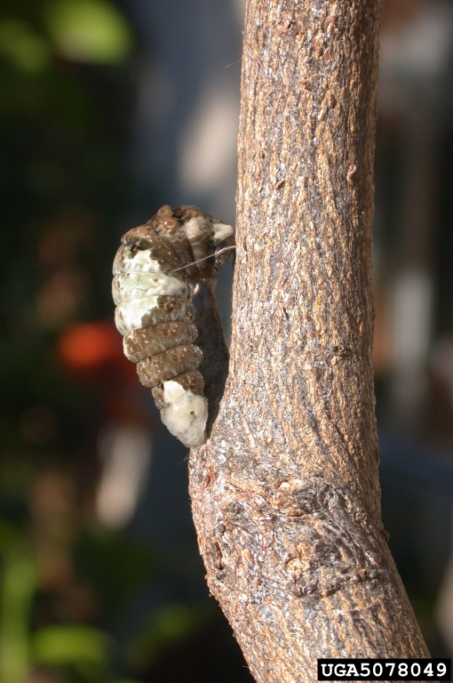 orange dog swallowtail (Papilio cresphontes Cramer)