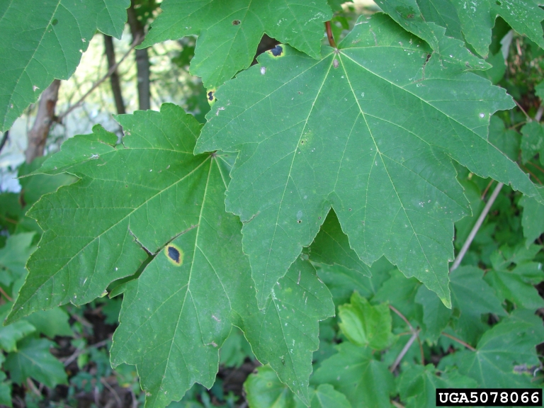 Drummond's maple (Acer rubrum var. drummondii)