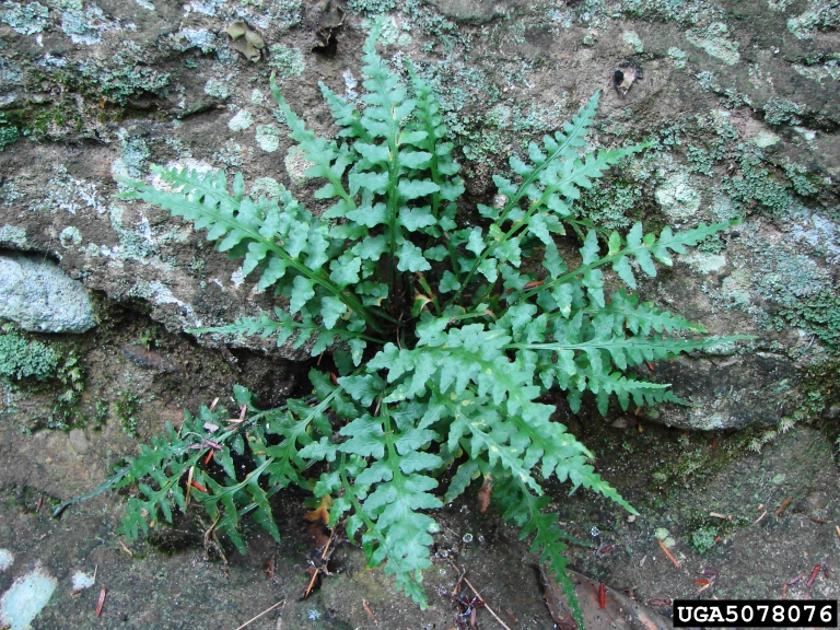 Trudell's spleenwort (Asplenium x trudellii Wherry (pro sp.) [montanum ...