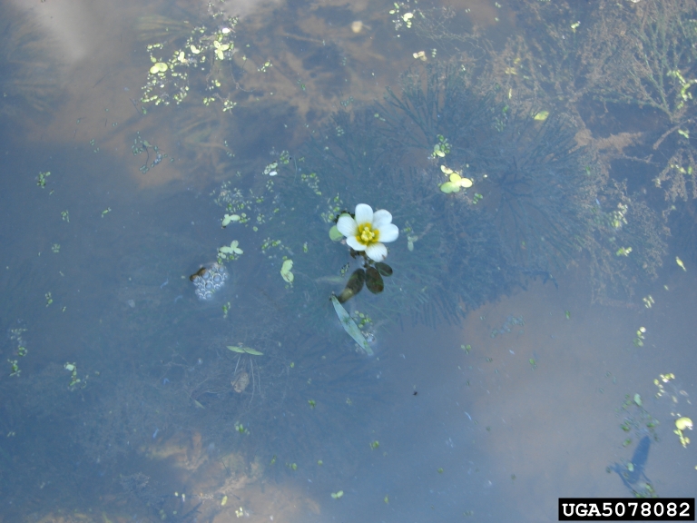 Carolina fanwort, fanwort (Cabomba caroliniana A. Gray)