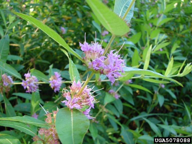 swamp loosestrife (Decodon verticillatus)