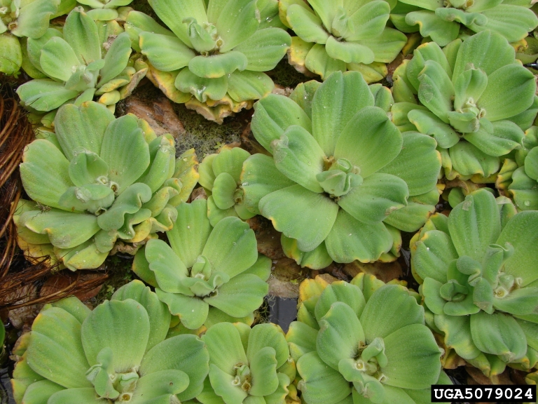 water lettuce (Pistia stratiotes L.)