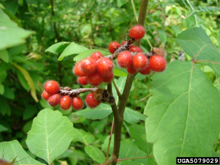 fragrant sumac (Rhus aromatica Ait.)