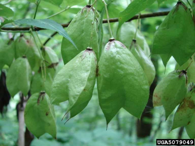American bladdernut (Staphylea trifolia)