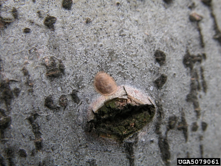 beech splendor beetle (Agrilus viridis (Linnaeus, 1758))