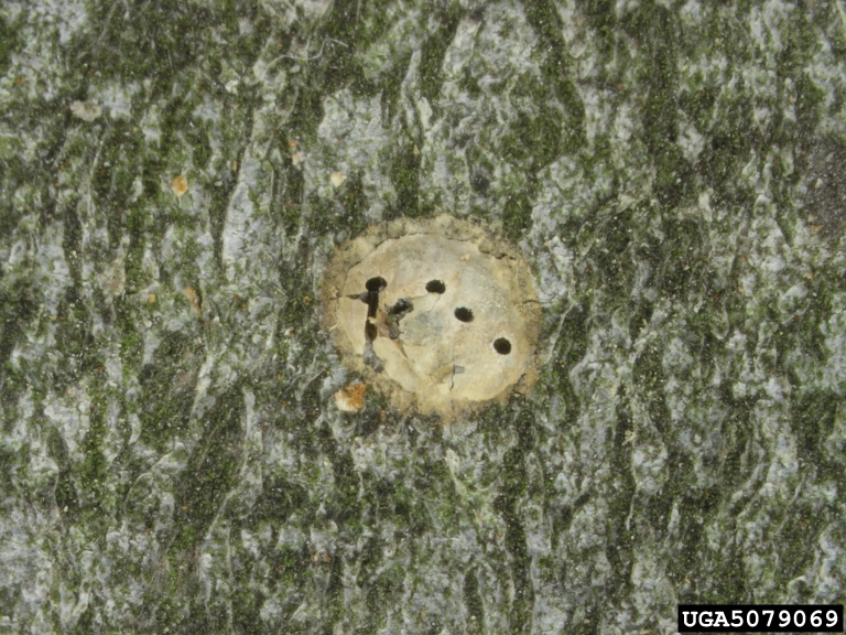beech splendor beetle (Agrilus viridis (Linnaeus, 1758))