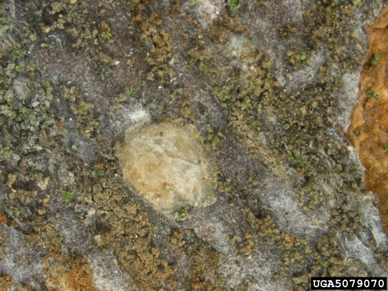 beech splendor beetle (Agrilus viridis (Linnaeus, 1758))