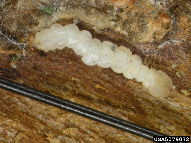 beech splendor beetle (Agrilus viridis (Linnaeus, 1758))