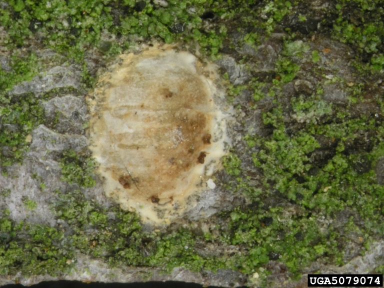 beech splendor beetle (Agrilus viridis (Linnaeus, 1758))
