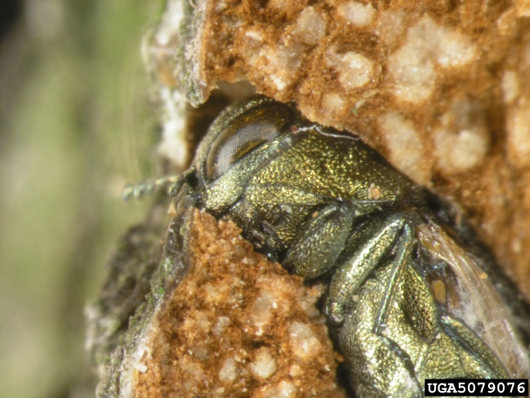 beech splendor beetle (Agrilus viridis (Linnaeus, 1758))