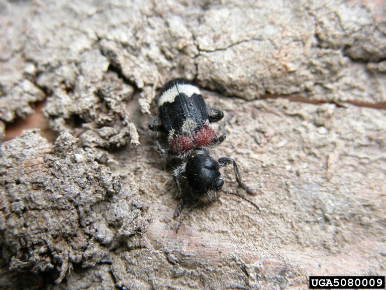 checkered beetle (Clerus mutillarius)