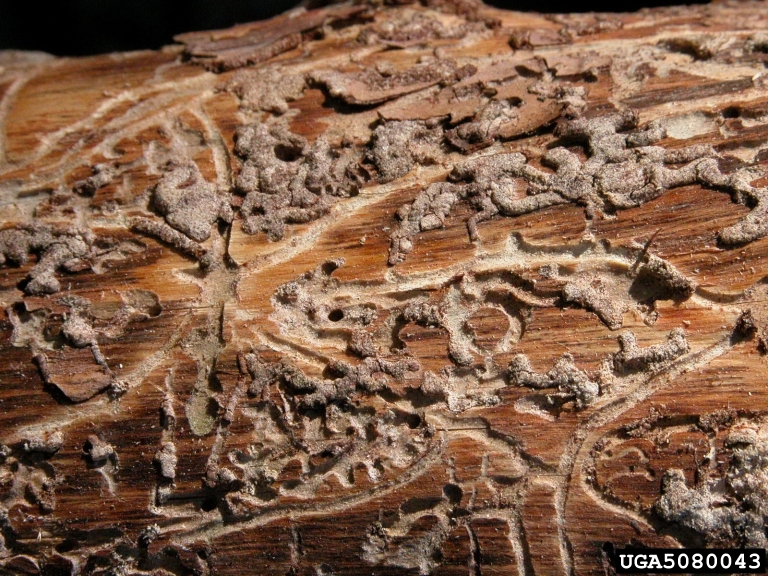 engraver beetle (Ips acuminatus (Gyllenhal, 1827))