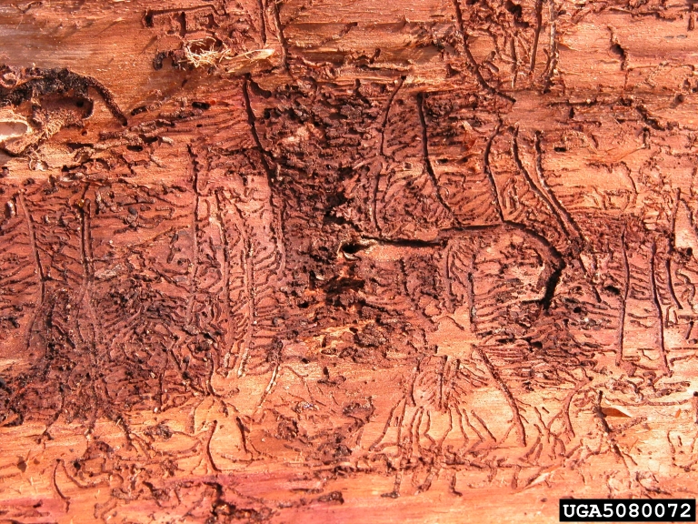 six-toothed spruce bark beetle (Pityogenes chalcographus (Linnaeus, 1761))