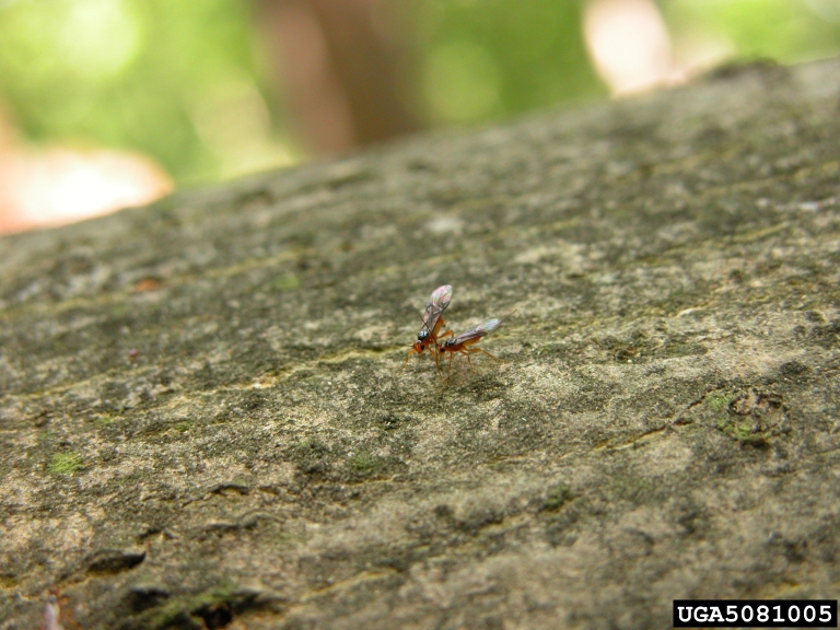 Ichneumonid wasps (Family Ichneumonidae)