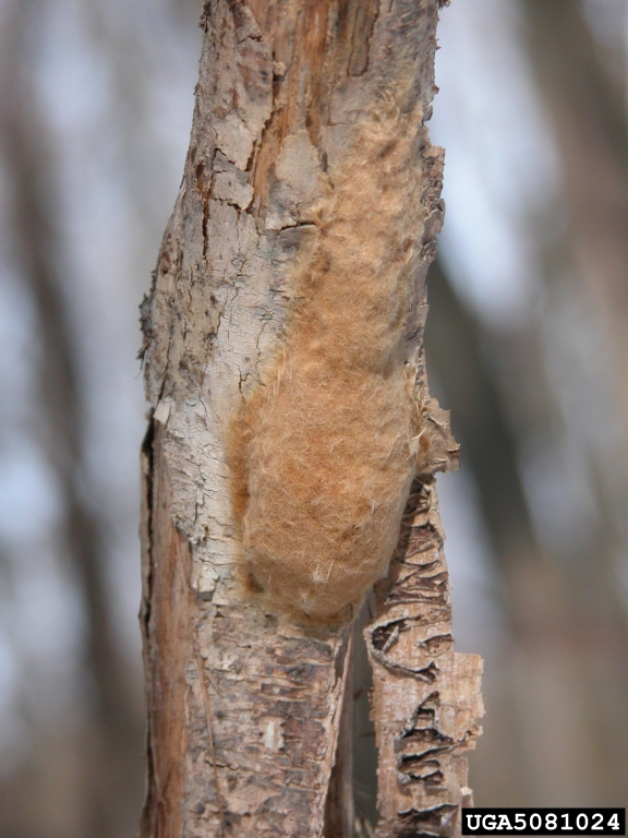 spongy moth (formerly gypsy moth) (Lymantria dispar (Linnaeus))