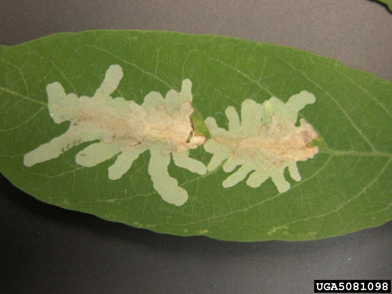 locust digitate leaf miner (Parectopa robiniella)