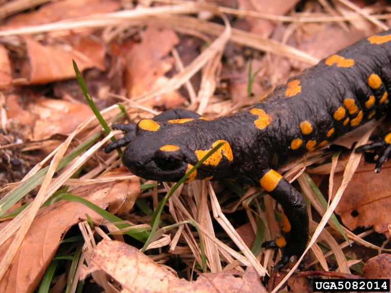 European fire salamander (Salamandra salamandra Linnaeus)