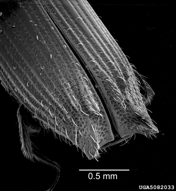 ambrosia beetle (Euplatypus parallelus)