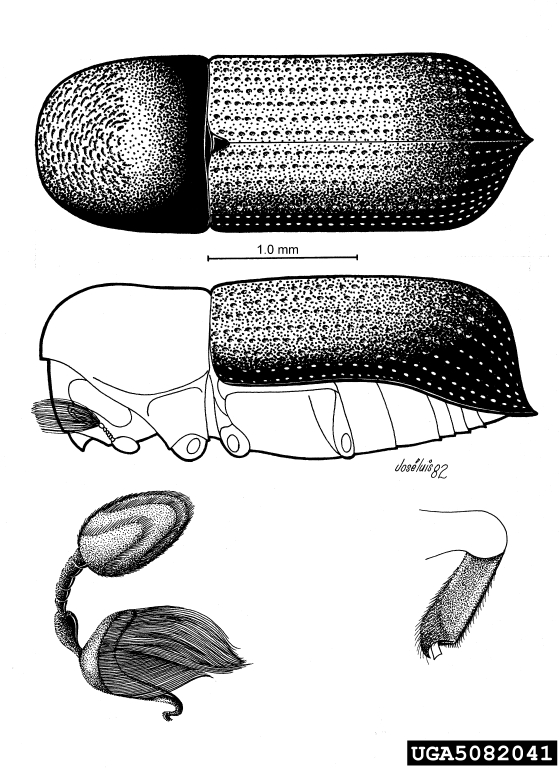 bark beetle (Micracis amplinis Wood, 1971)