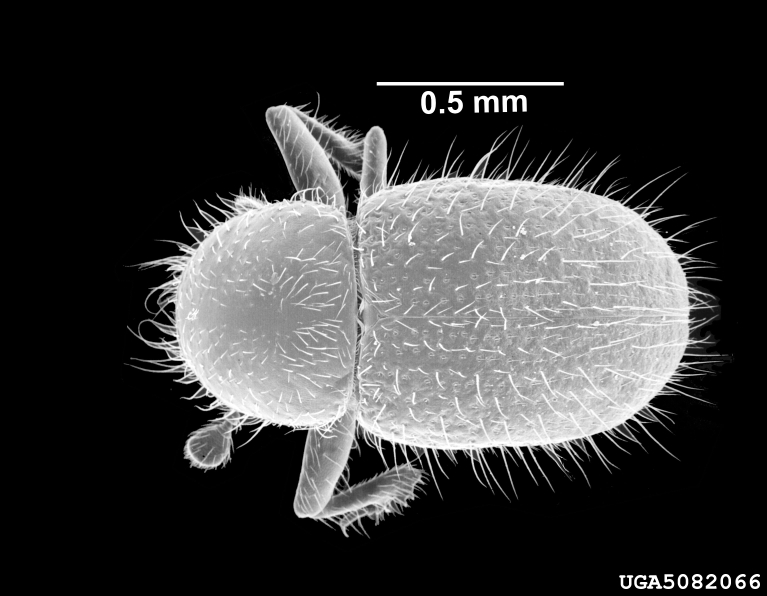 granulate ambrosia beetle (Xylosandrus crassiusculus (Motschulsky, 1866))