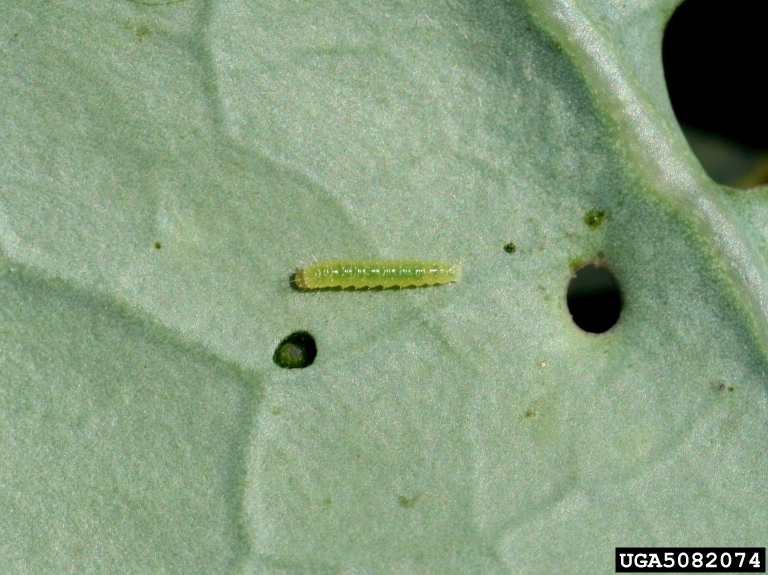 cabbage white, imported cabbage worm (Pieris rapae ) on broccoli ...