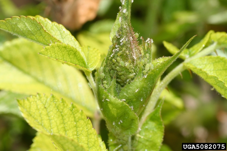 rose aphid (Macrosiphum rosae (Linnaeus, 1758))