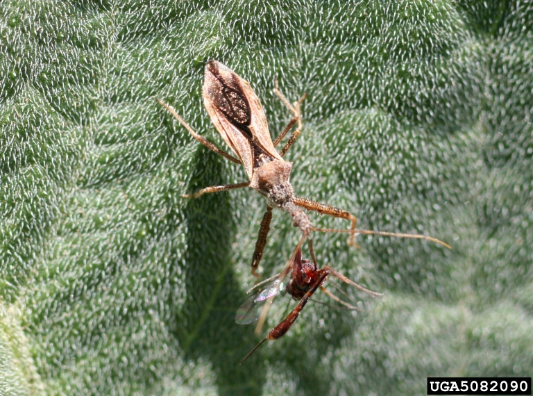 spined assassin bug, Sinea diadema (Hemiptera: Reduviidae) - 5082090