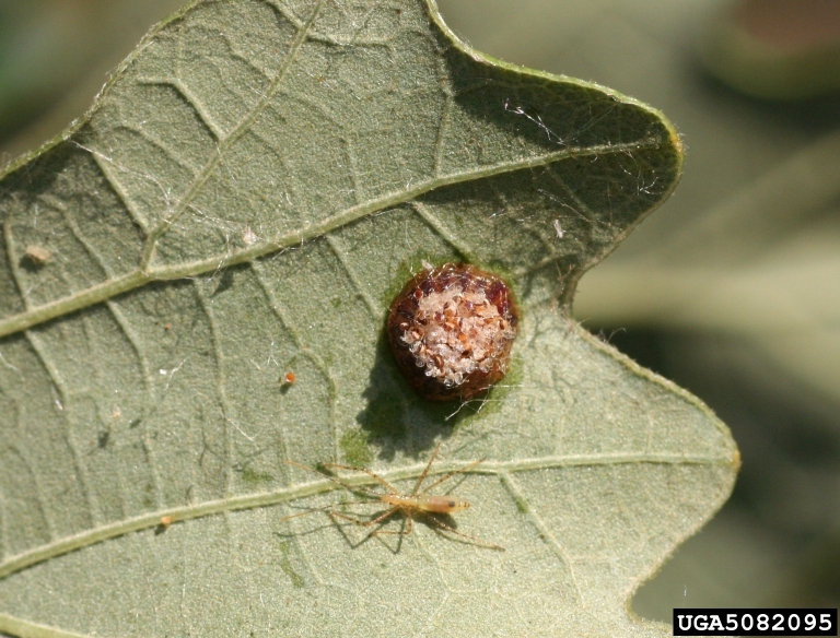 assassin bug (Zelus luridus)