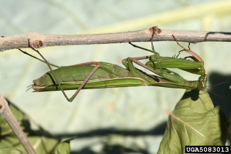 European mantid (Mantis religiosa)