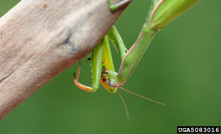 European mantid (Mantis religiosa (Linnaeus 1758))