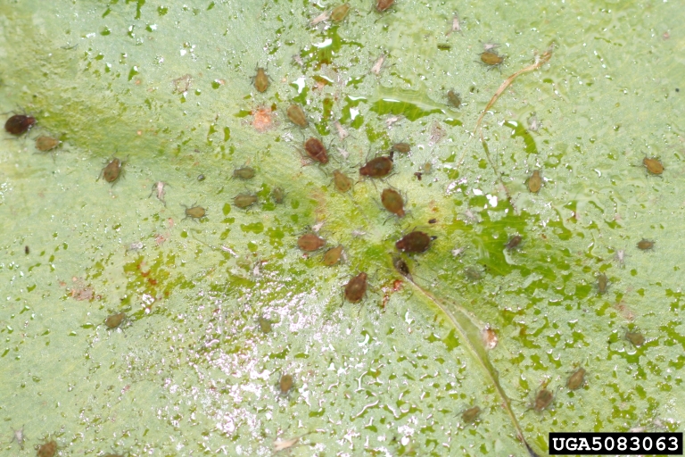 waterlily aphid (Rhopalosiphum nymphaeae (Linnaeus, 1761 ))