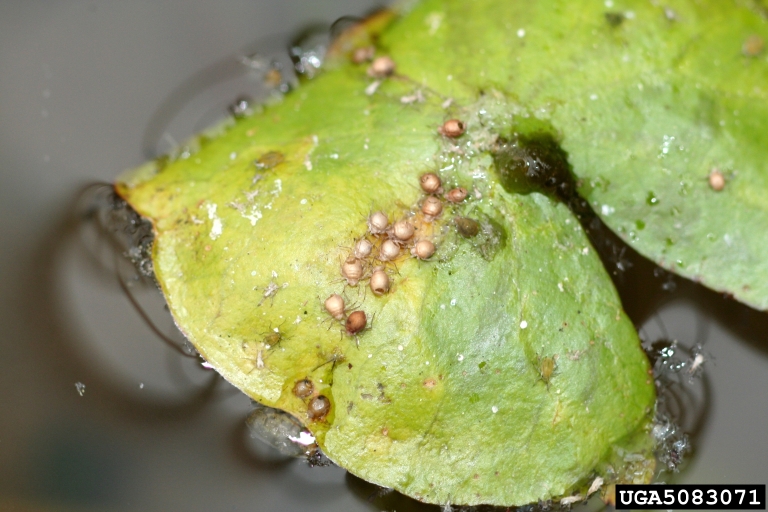 waterlily aphid (Rhopalosiphum nymphaeae)