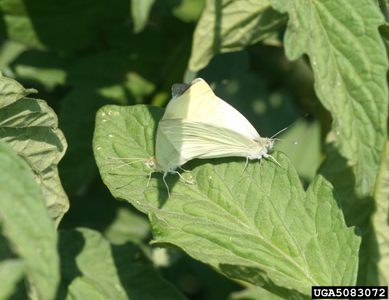 cabbage white, imported cabbage worm (Pieris rapae (Linnaeus))