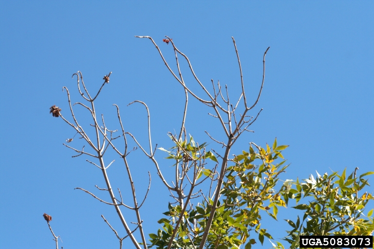 leafcurl ash aphid (Prociphilus fraxinifolii (Riley, 1879))