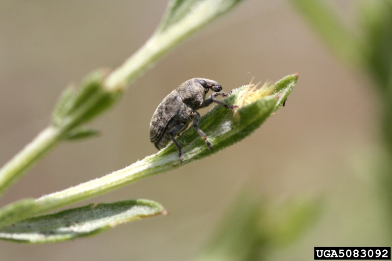 lesser knapweed flower weevil (Larinus minutus Gyllenhal, 1836)