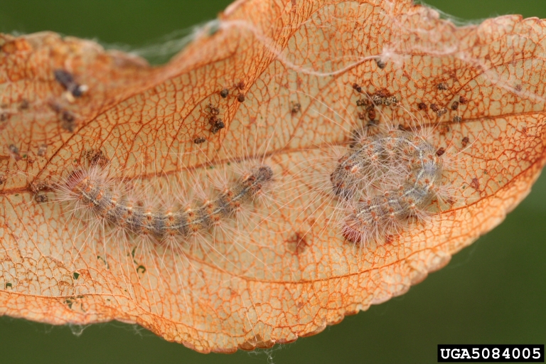 fall webworm (Hyphantria cunea)